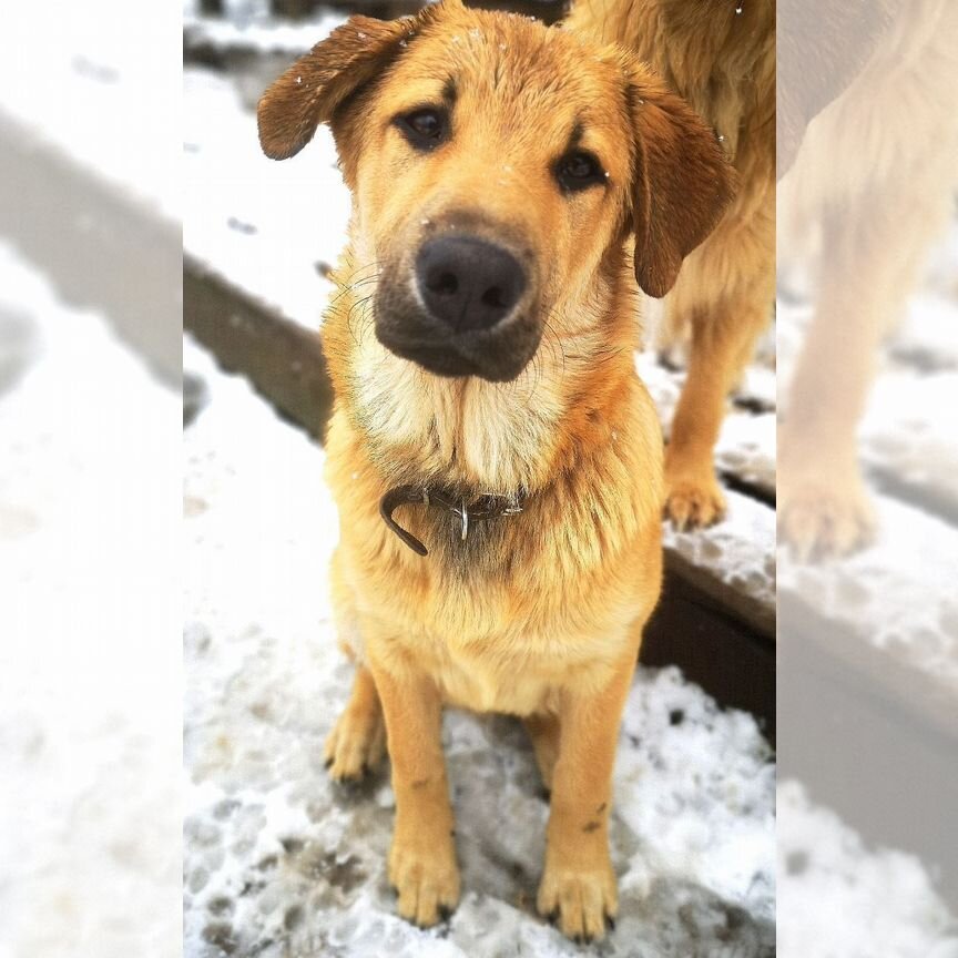 Щенок в добрые руки