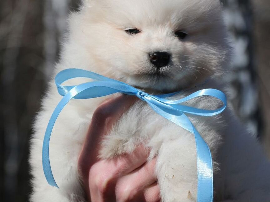 Самоедская лайка