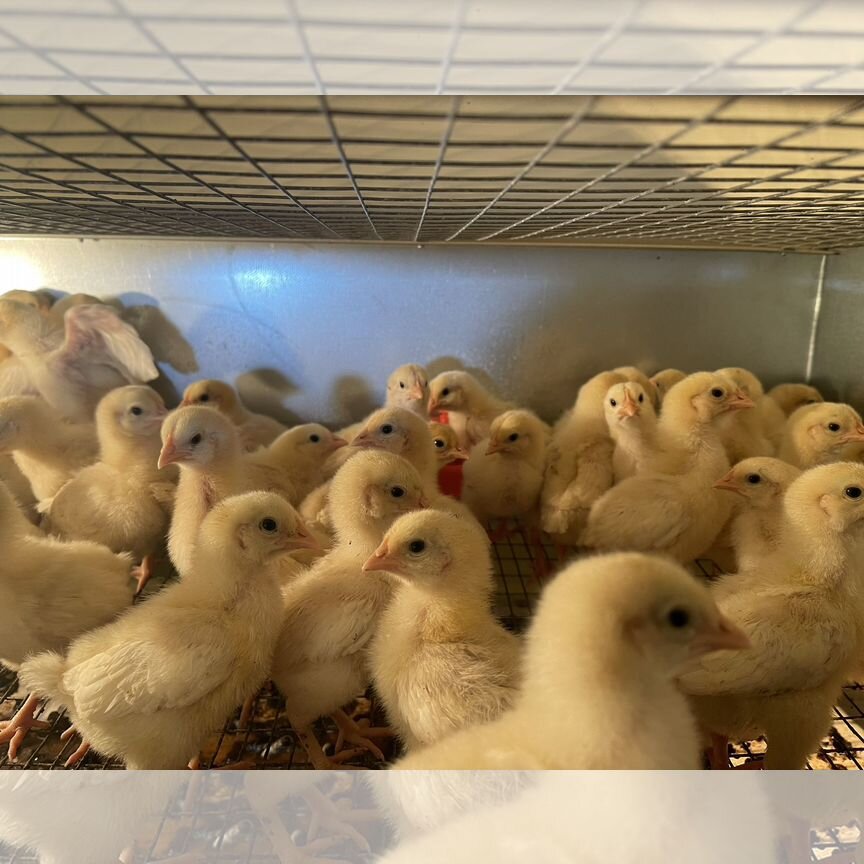 Цыплята петушки Ломан браун