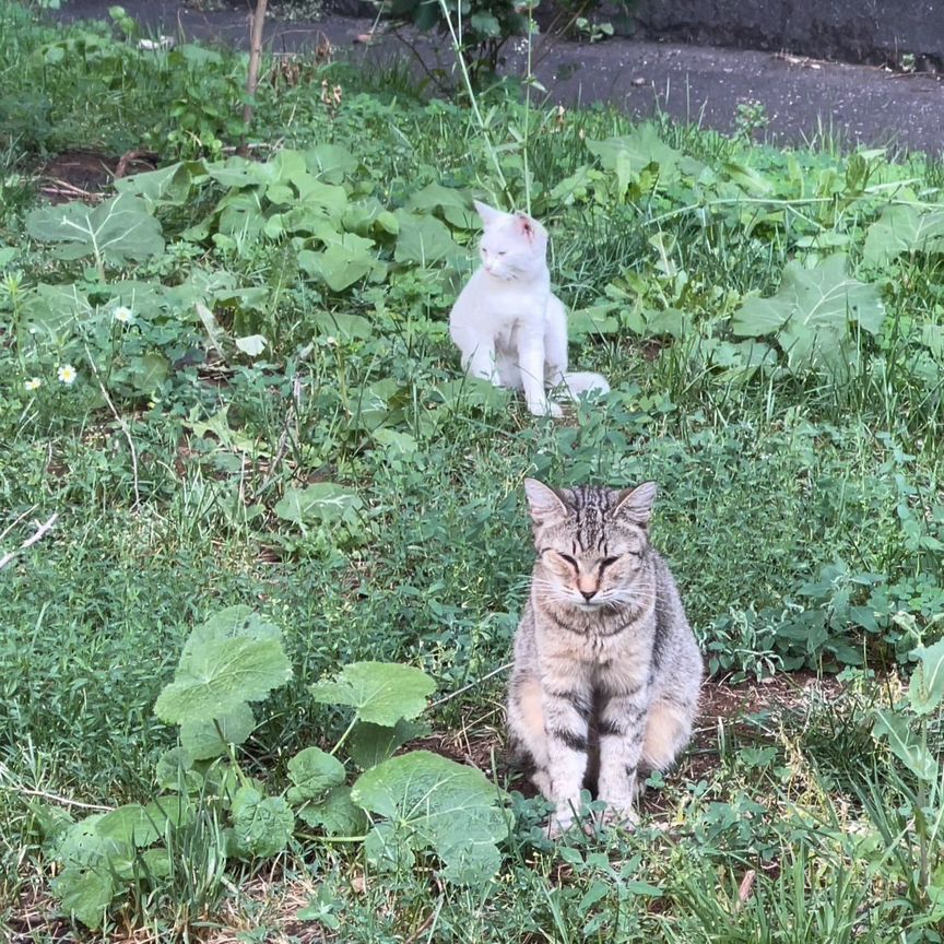 Помогите пристоить кошку с котенком