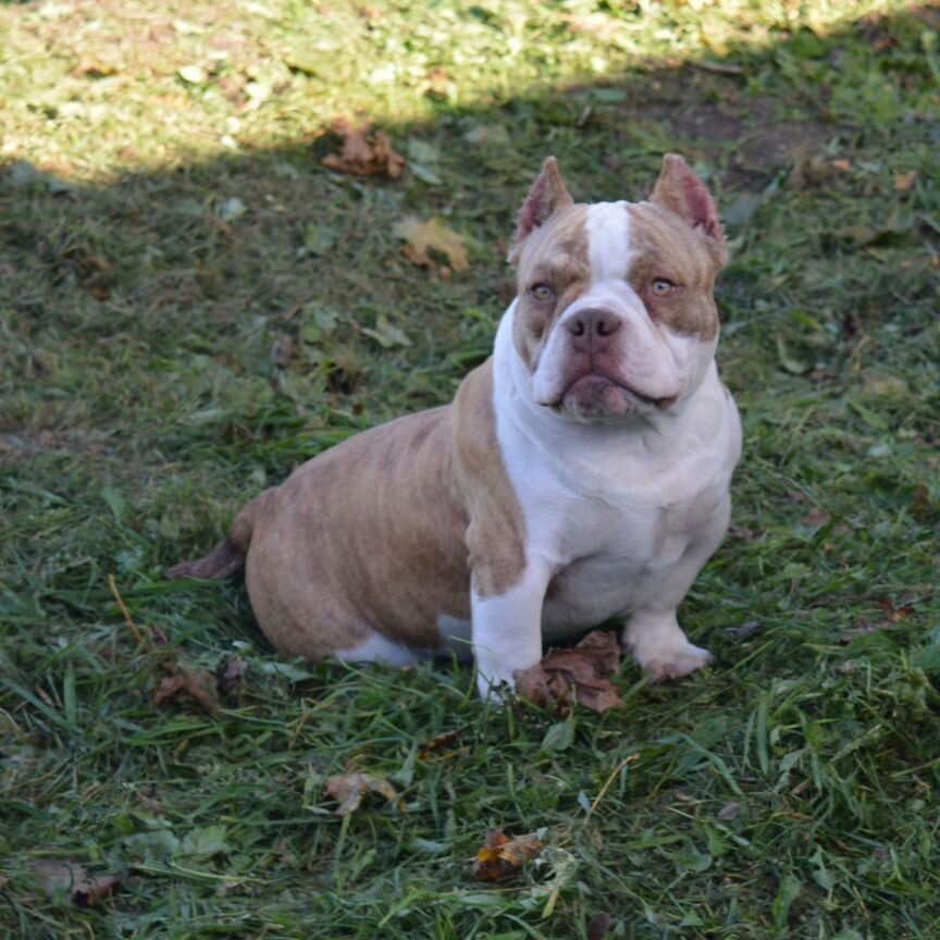 Булли микро