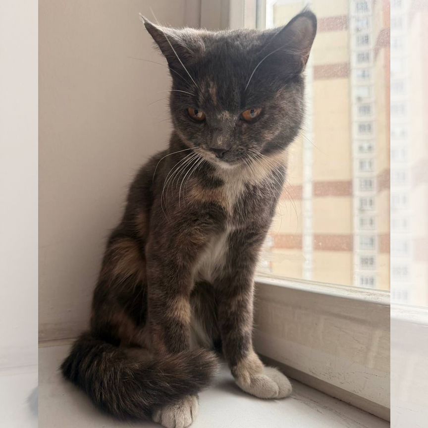 Взрослая, кошка в добрые руки