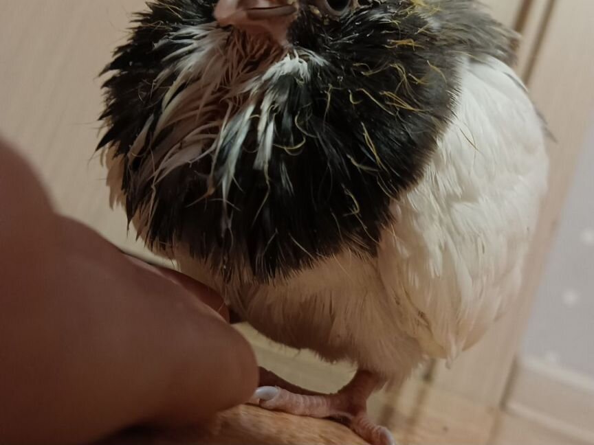 Птенец голубя,на прикормку