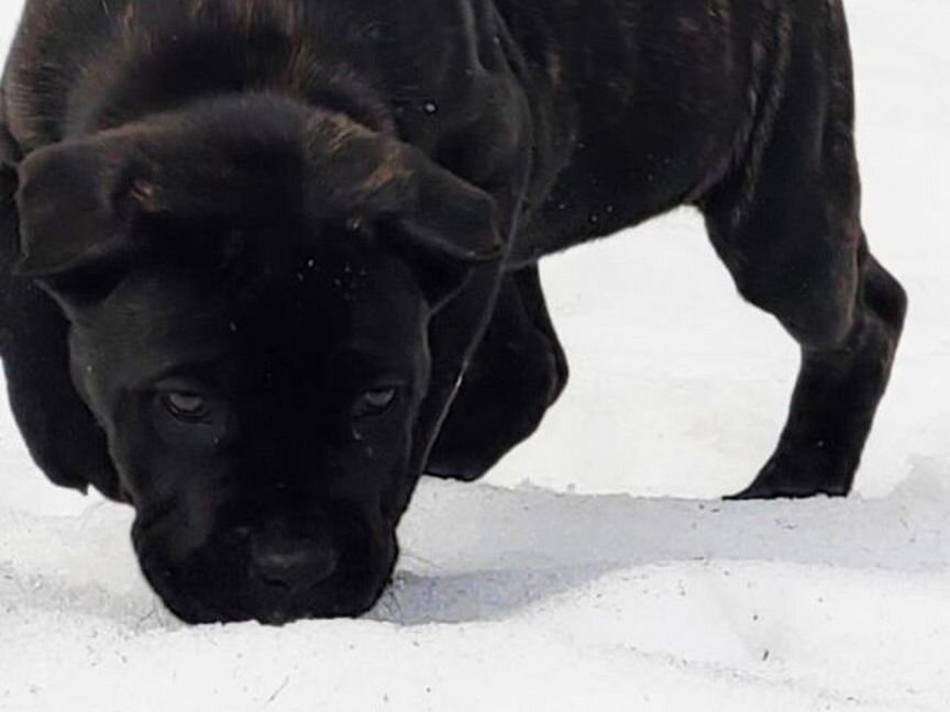 Роскошные детки Кане Корсо