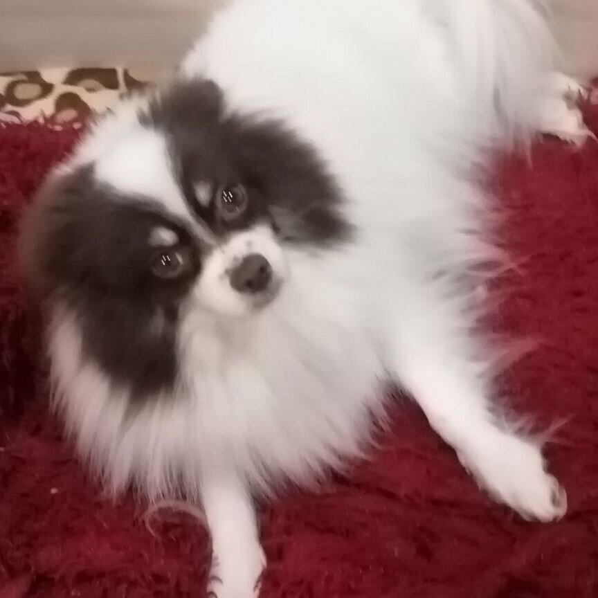 Померанский шпиц, взрослая собака