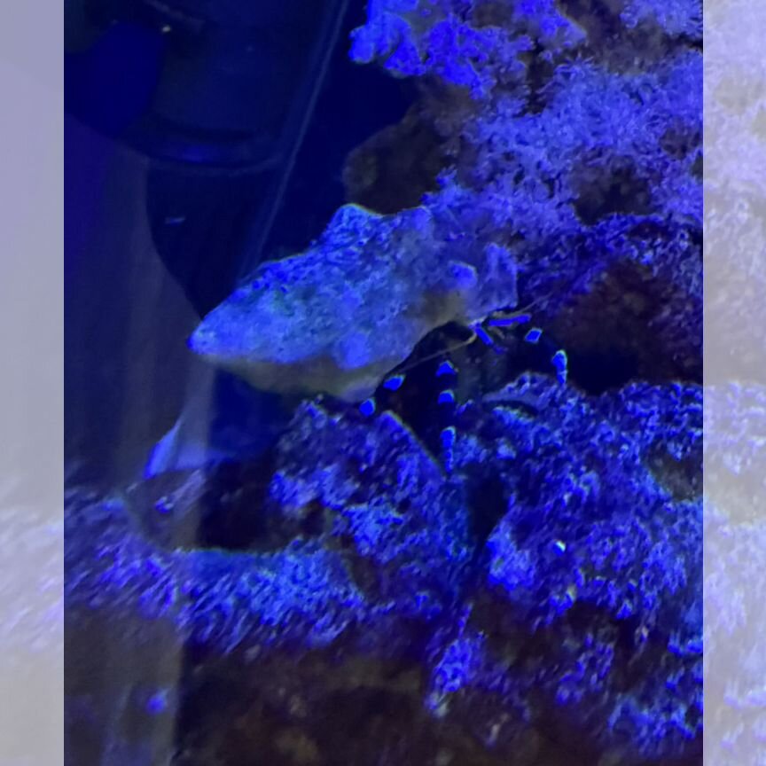Рак отшельник для морского аквариума