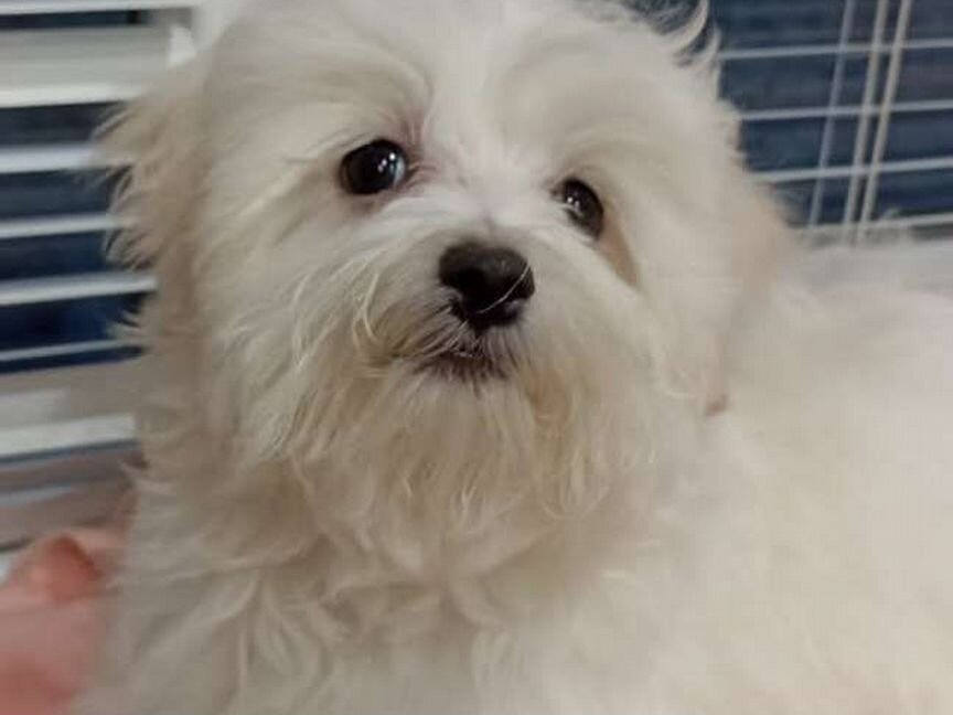 Щенки мальтийской болонки