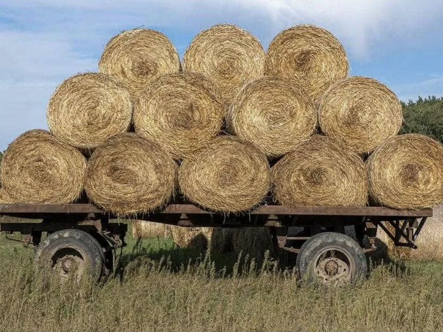 Сено в рулонах 2023 года