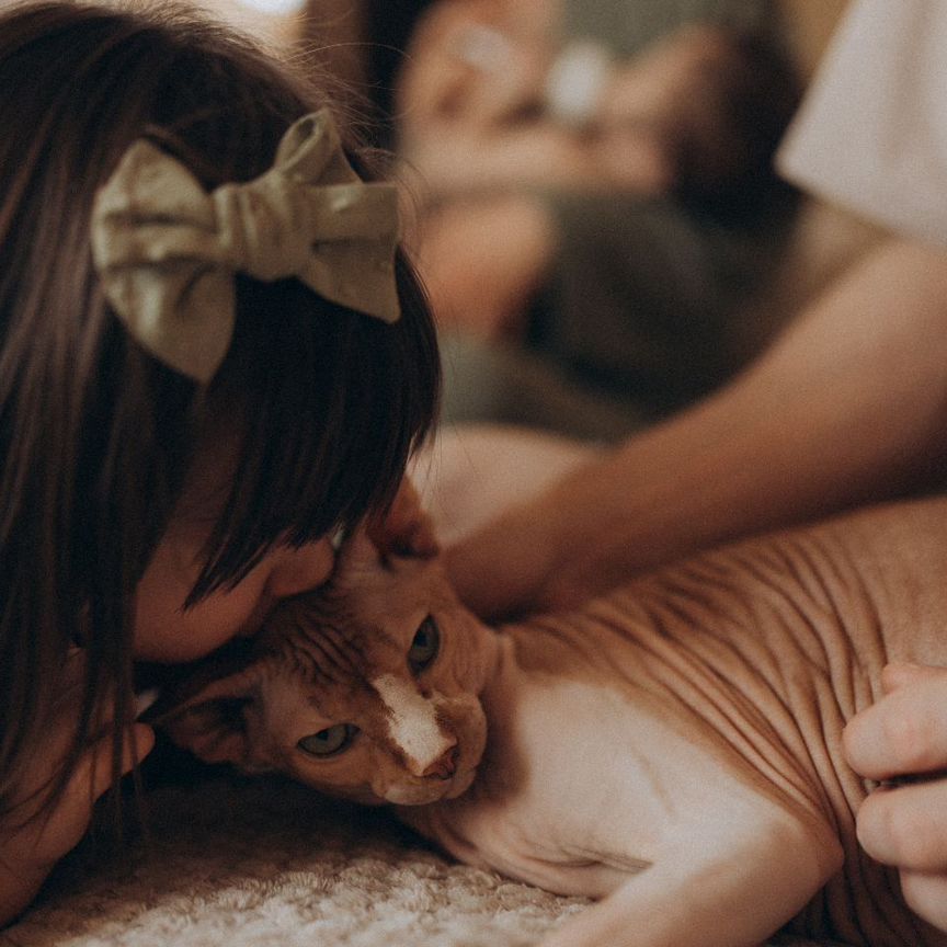 Отдам сфинкса кота взрослого