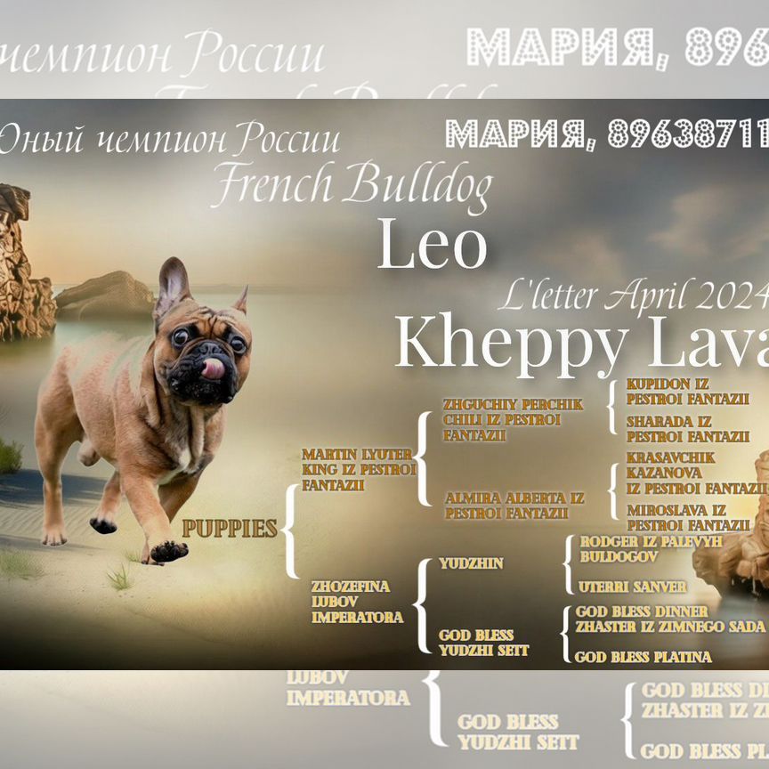 Французский бульдог, взрослый пёс