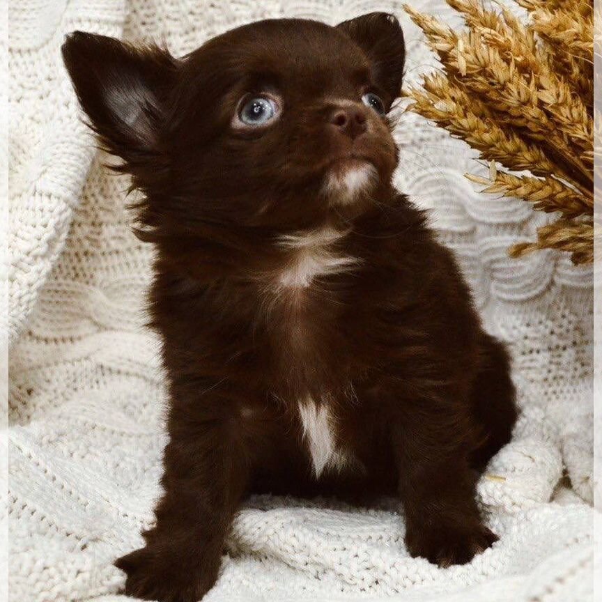 Чихуахуа, щенок