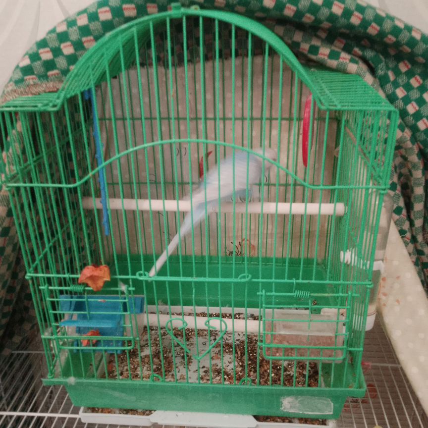 Волнистый попугай