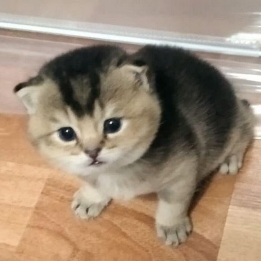 Котята