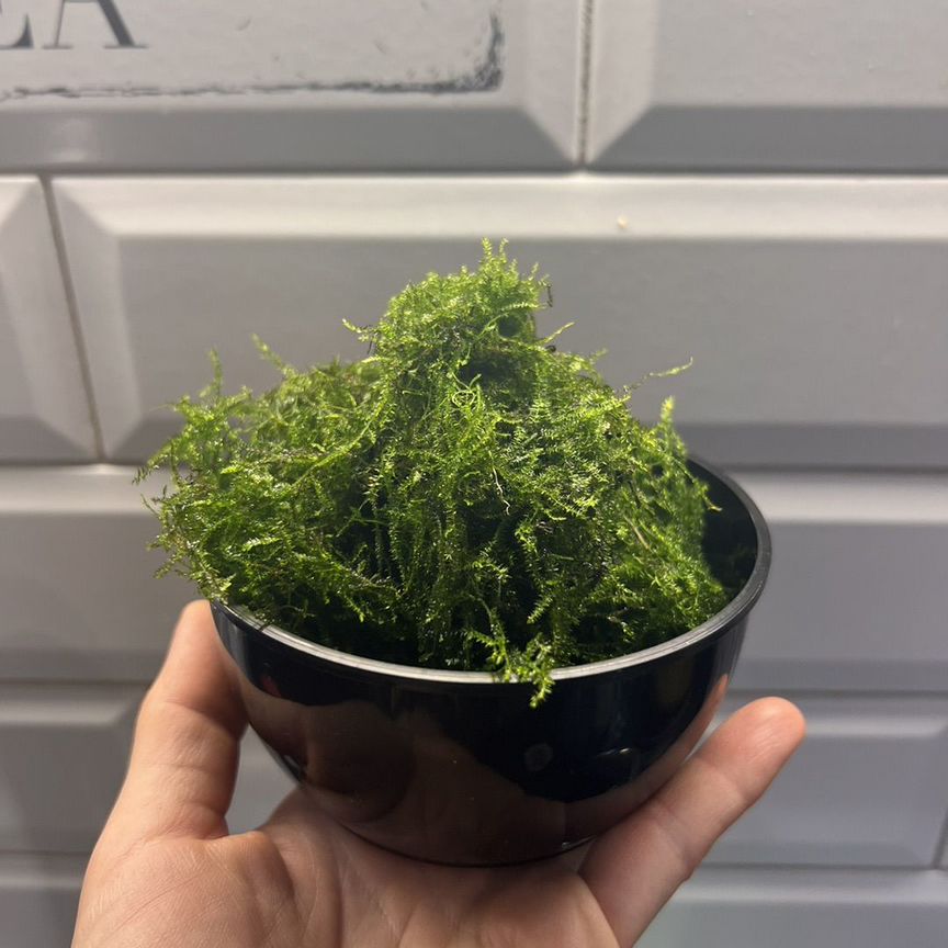 Мох рождественский