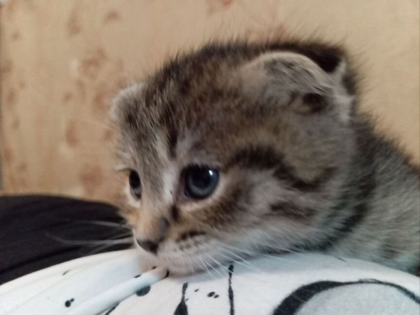 Породистые большие кошки
