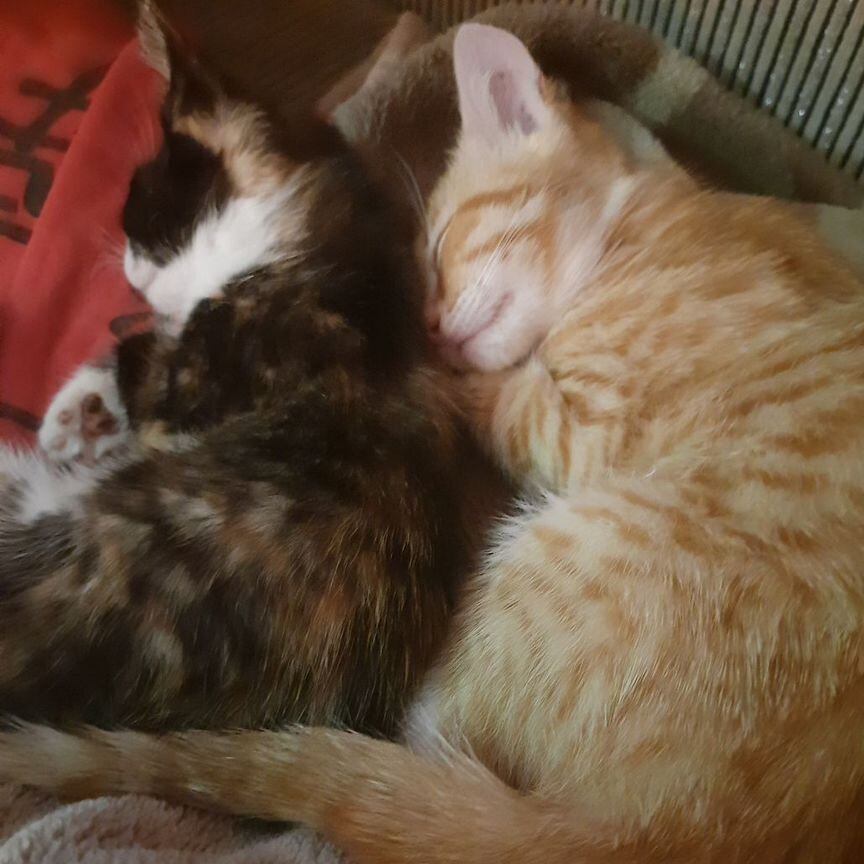 Котята в добрые руки