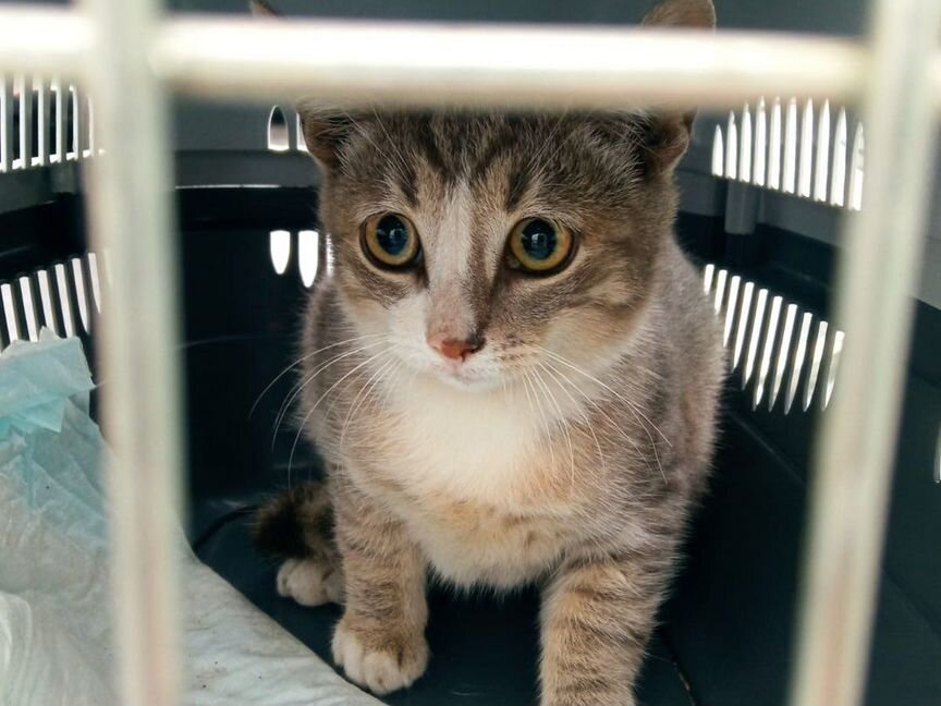 Котёнок Сутки на пристройство