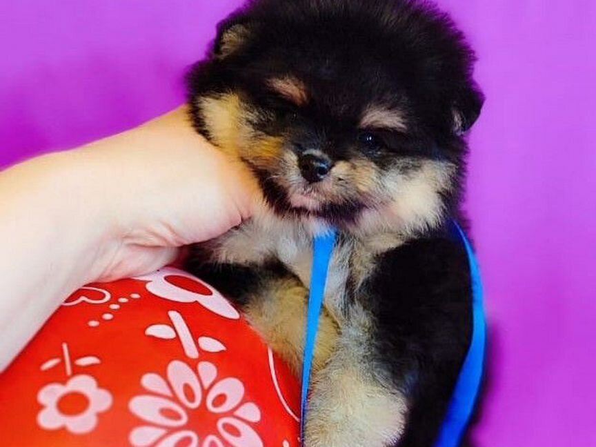 Миниатюрный мишка шпиц чёрно подпал