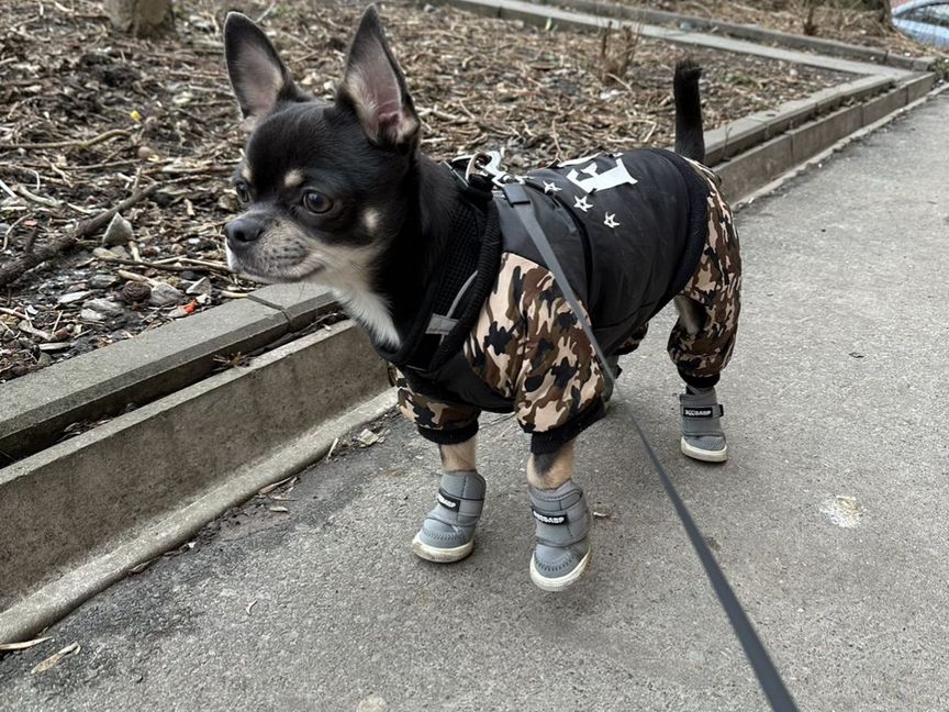 Вязка кобель чихуахуа