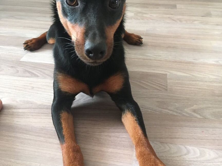 Цвергпинчер мальчик