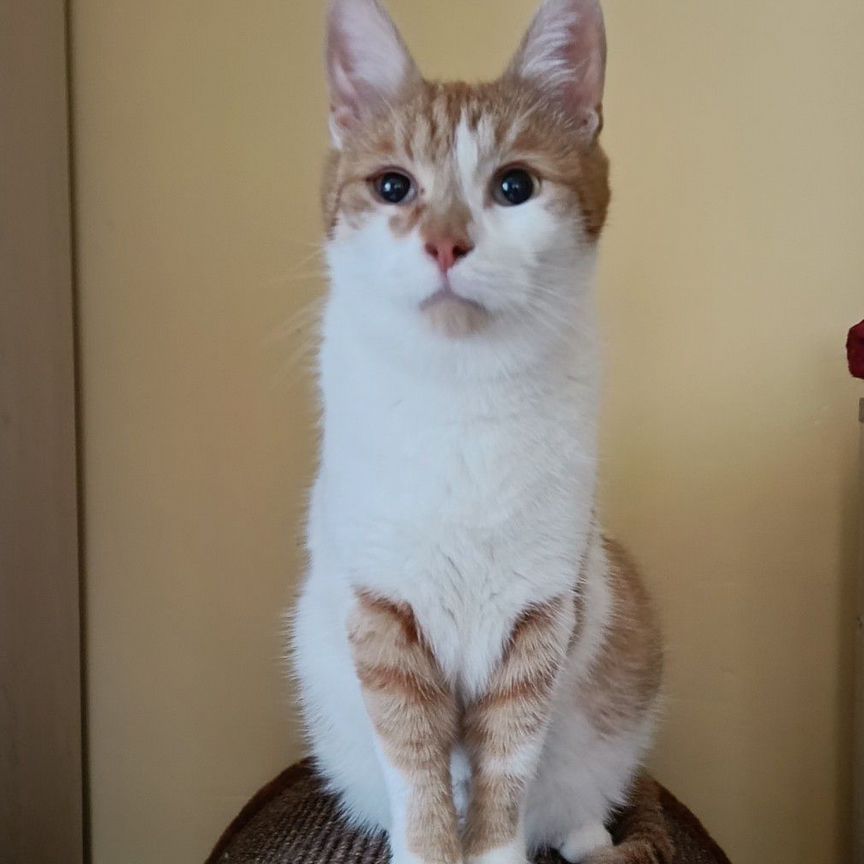 Кот Дюшес