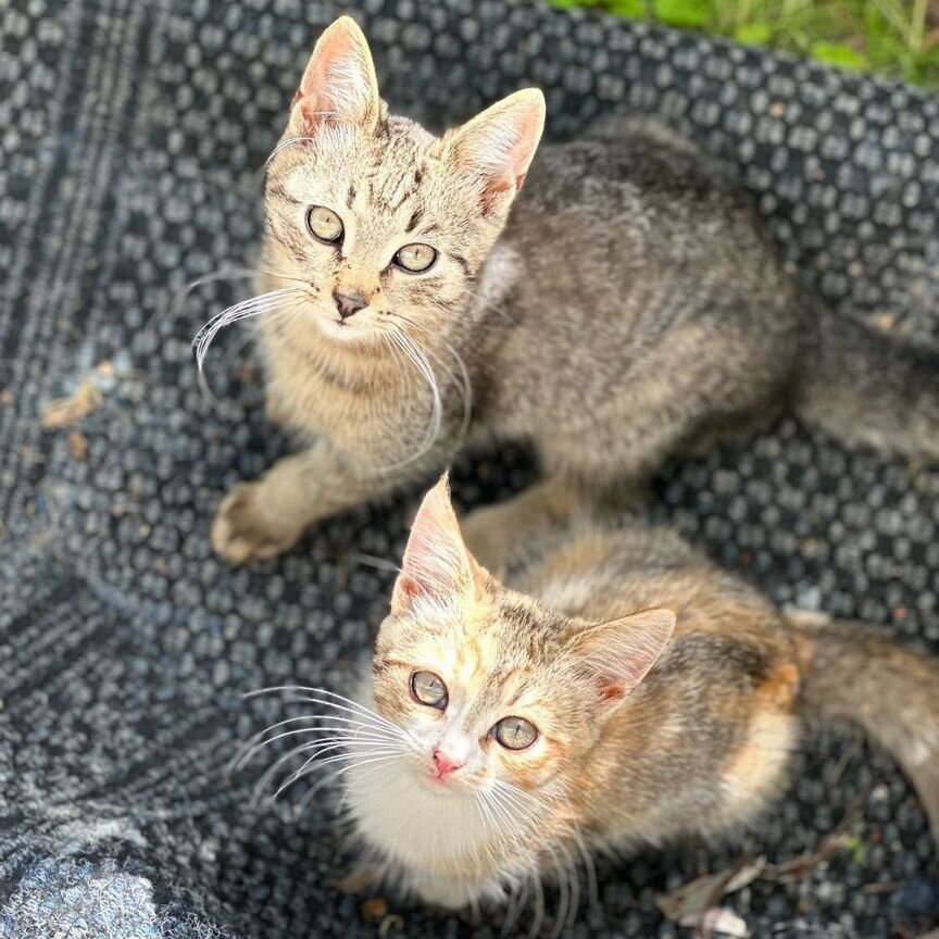 Котята с дач,зима не за горами