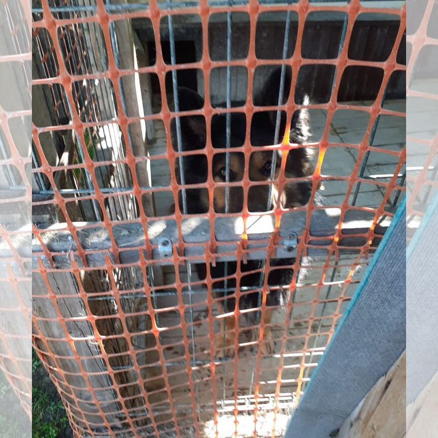 Собака в добрые руки отдам бесплатно