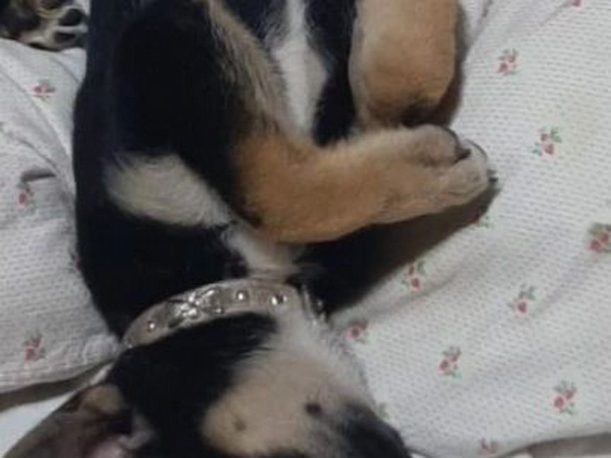 Собака в добрые руки отдам бесплатно