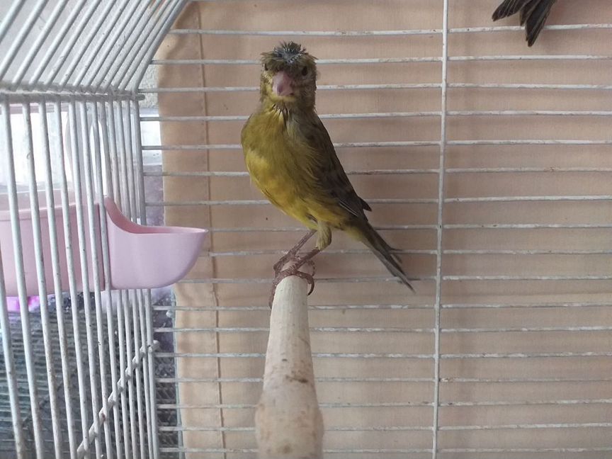 Молодые кенора