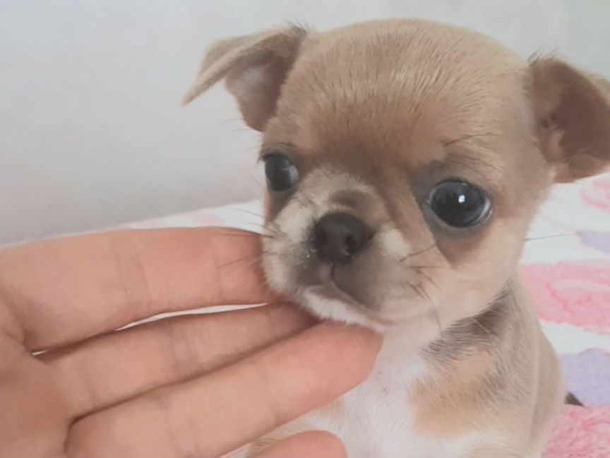 Щенки чихуахуа