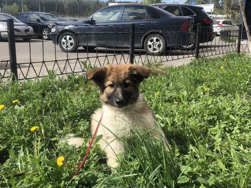 Собака в добрые руки