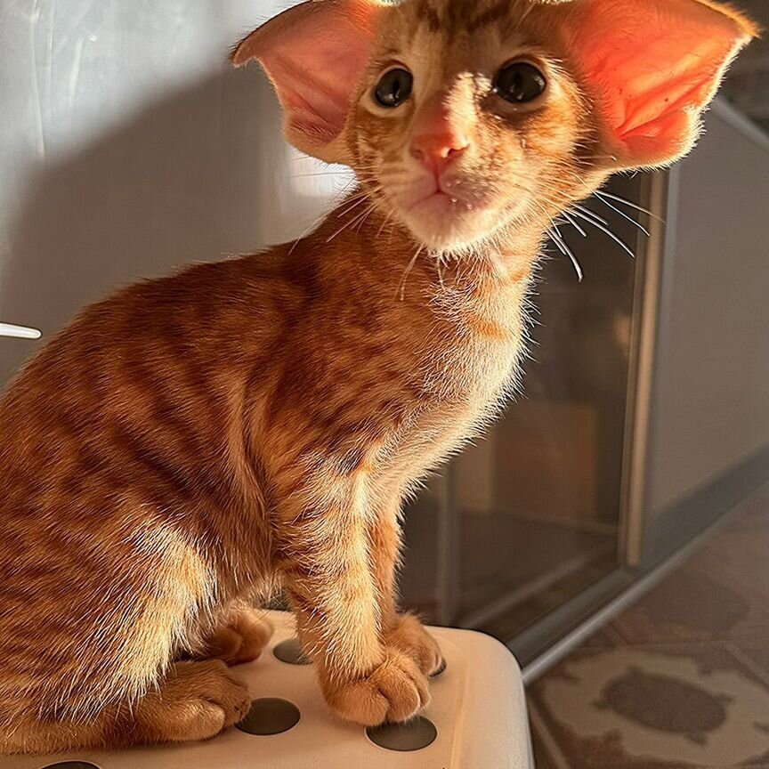 Ориентальный мальчик