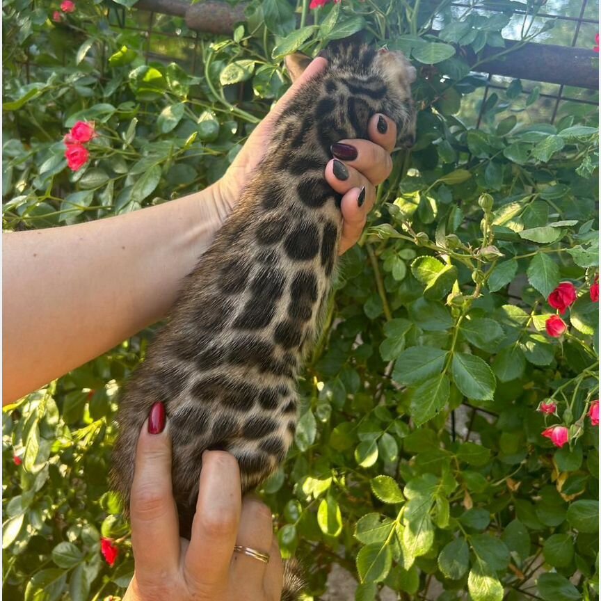Бенгальские котята