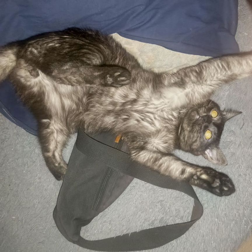 Взрослый кот в добрые руки