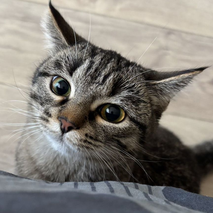 Котёнок в добрые руки