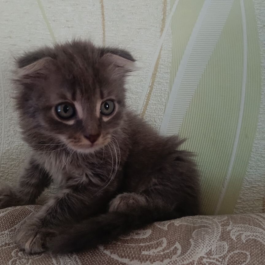 Отдам вислоухую кошечку в хорошие ручки
