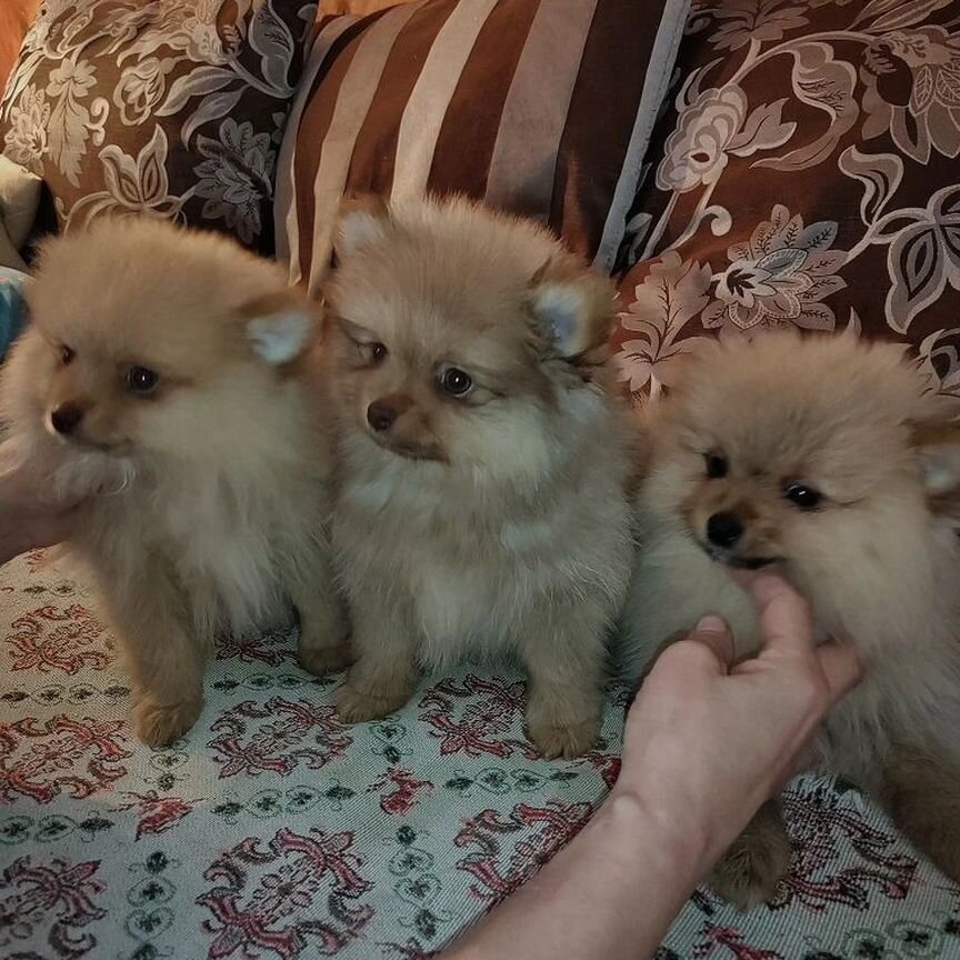 Померанский шпиц, щенок