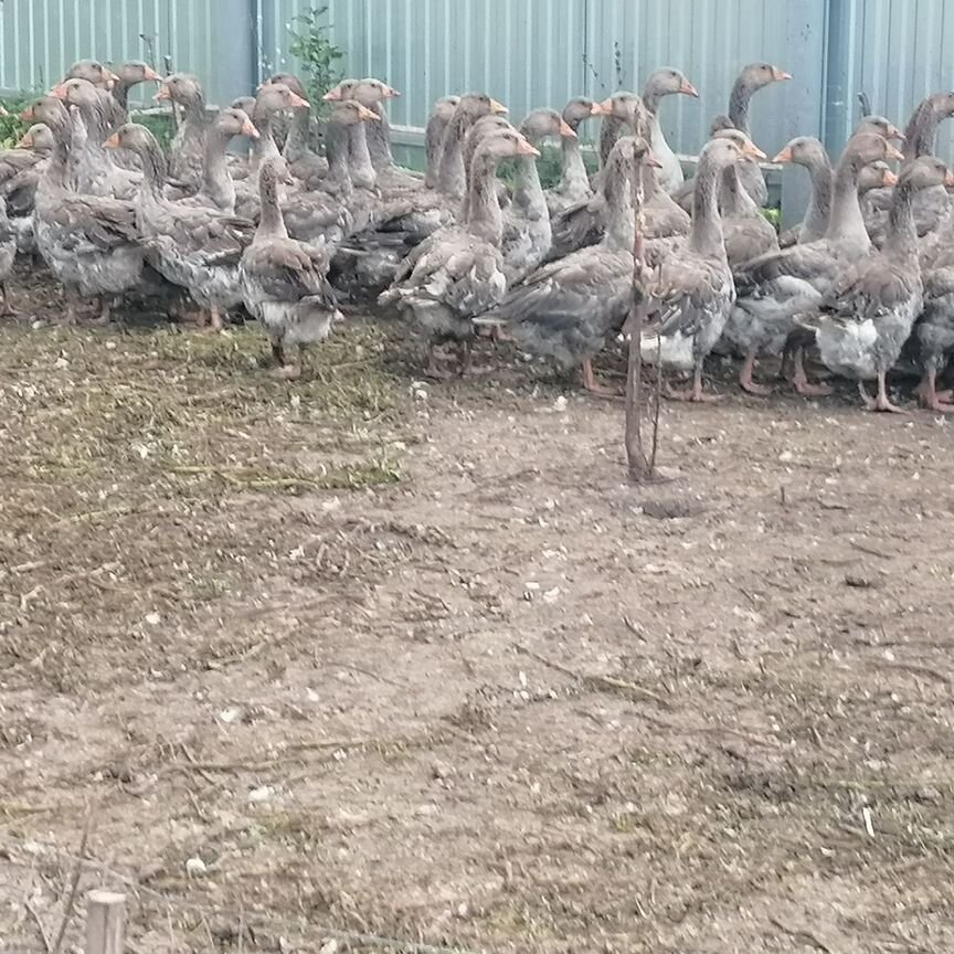 Гуси Крупно серые, 3,5 мес