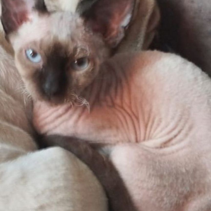 Кошечка канадский сфинкс 10000