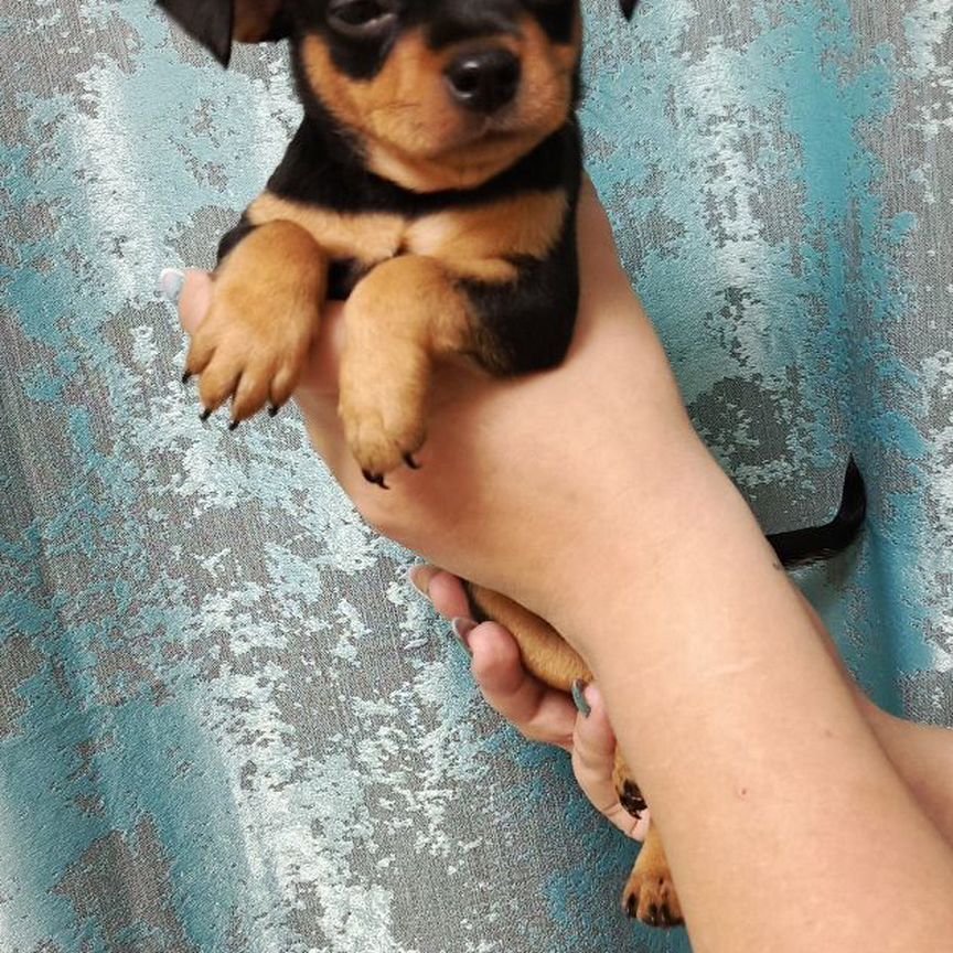 Той-терьер щенки