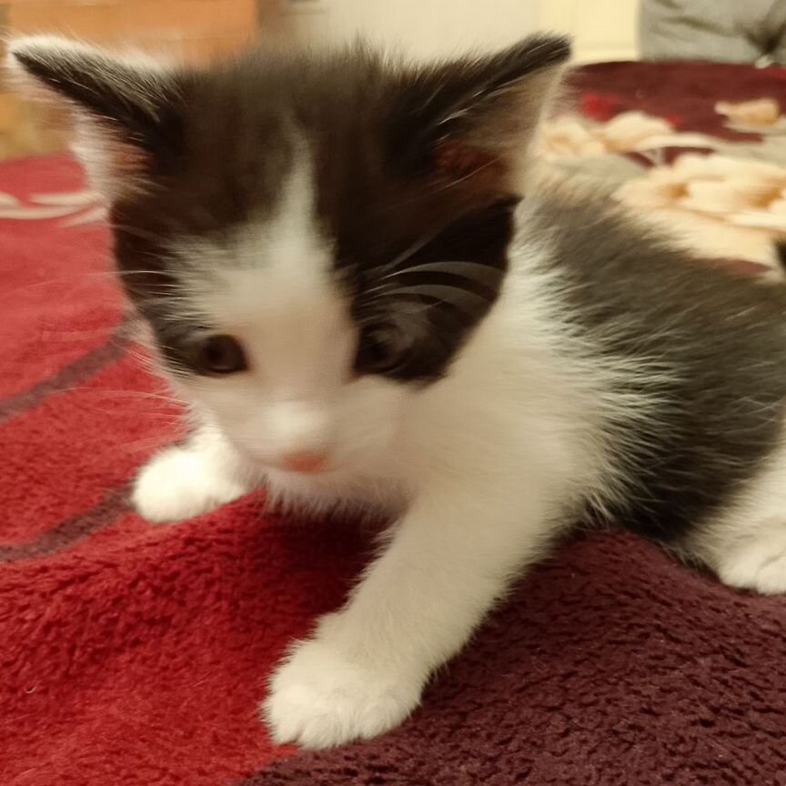 Котёнок в добрые руки