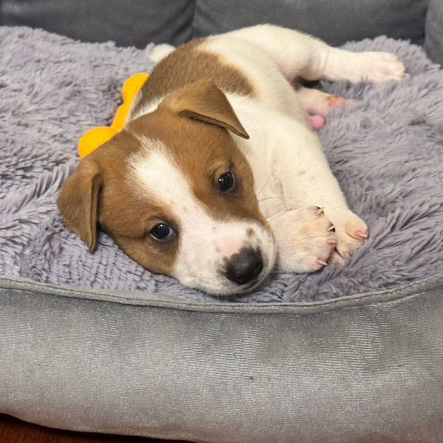 Джек рассел терьер