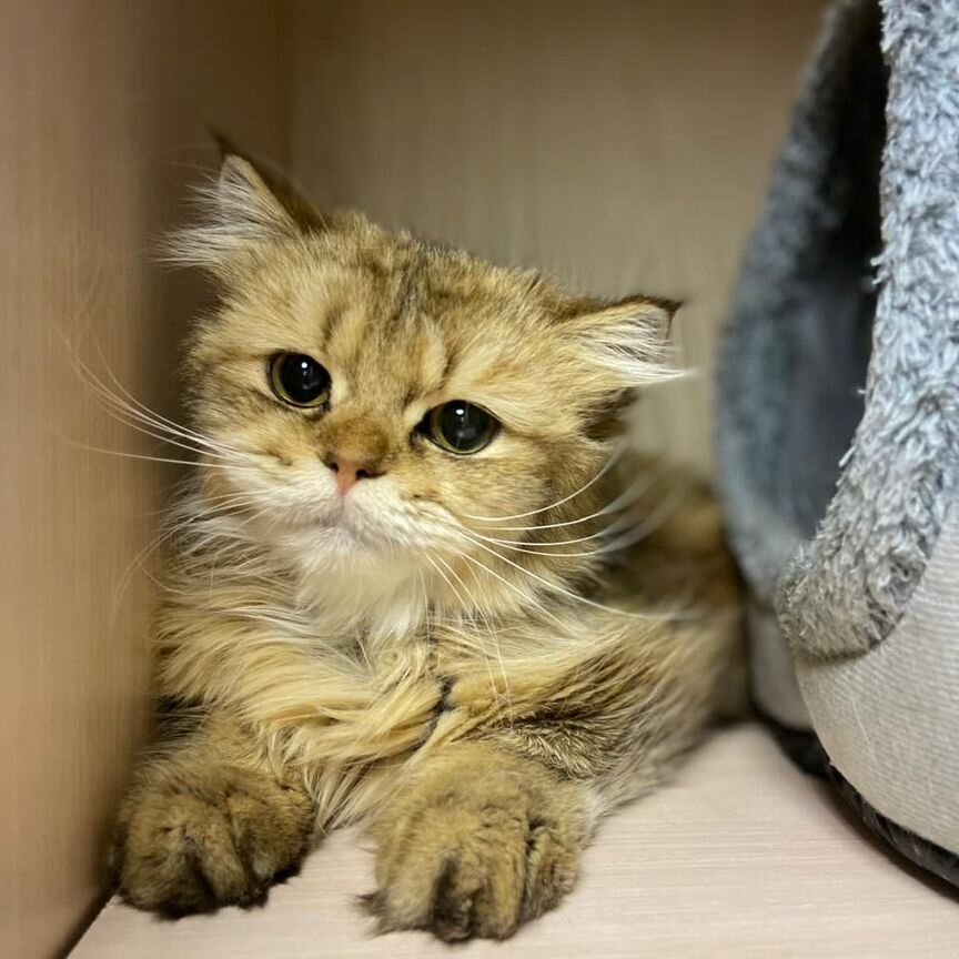 Шафран ищет дом