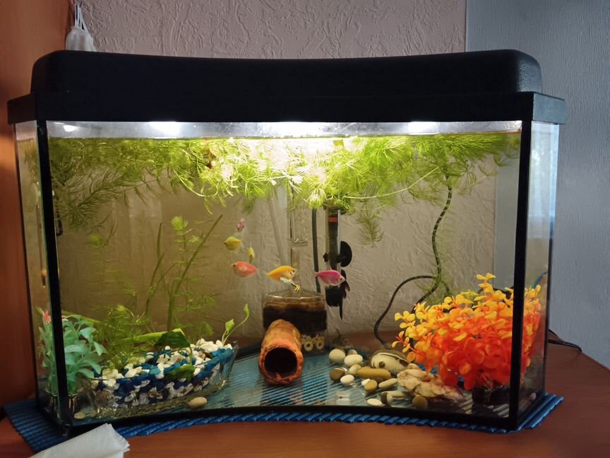 Аквариум с рыбками