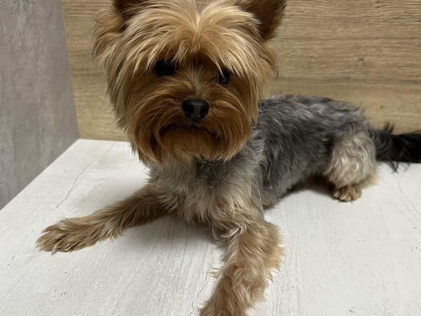 Йоркширский терьер вязка