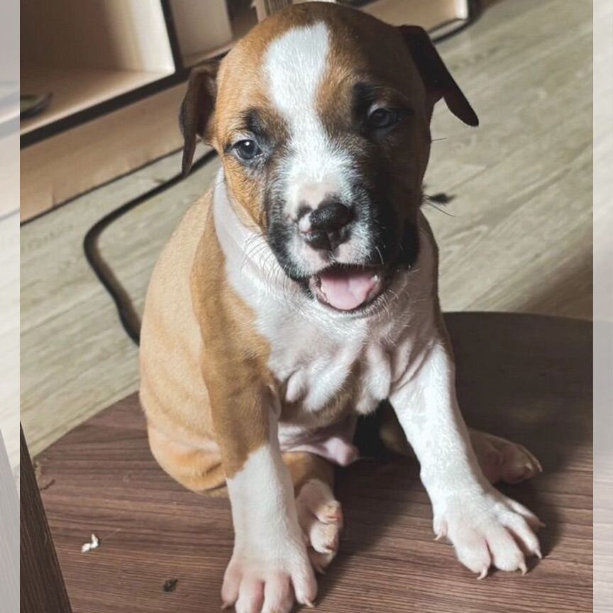 Американский стаффордширский терьер