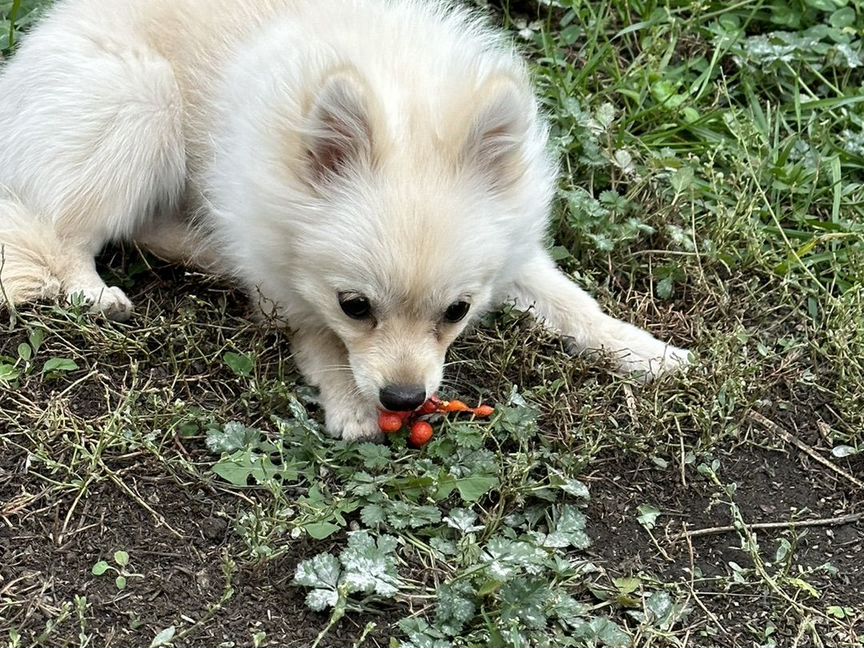 Немецкий шпиц мини