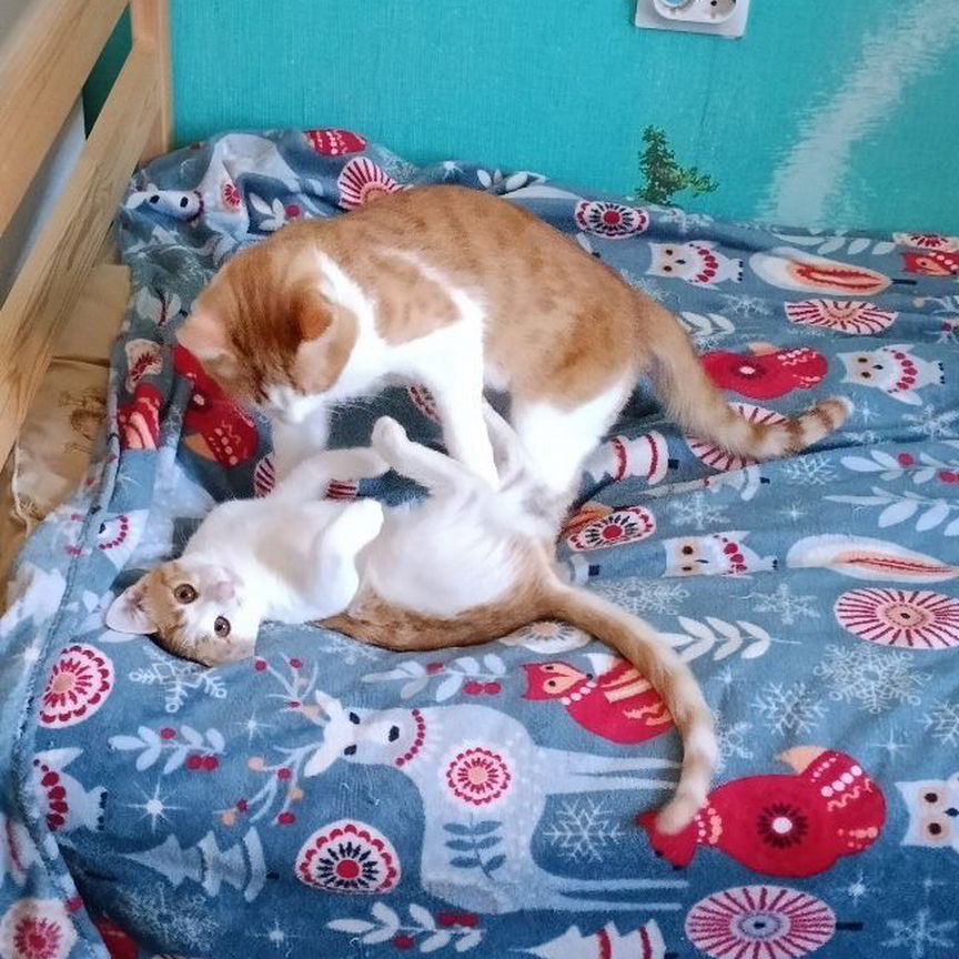 Рыжий котёнок Мишель