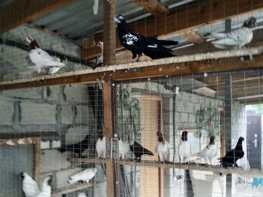 Продаю голубей