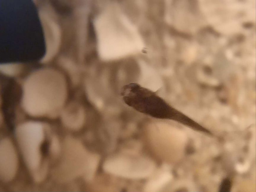 Аквариумные рыбки гуппи(мальки)